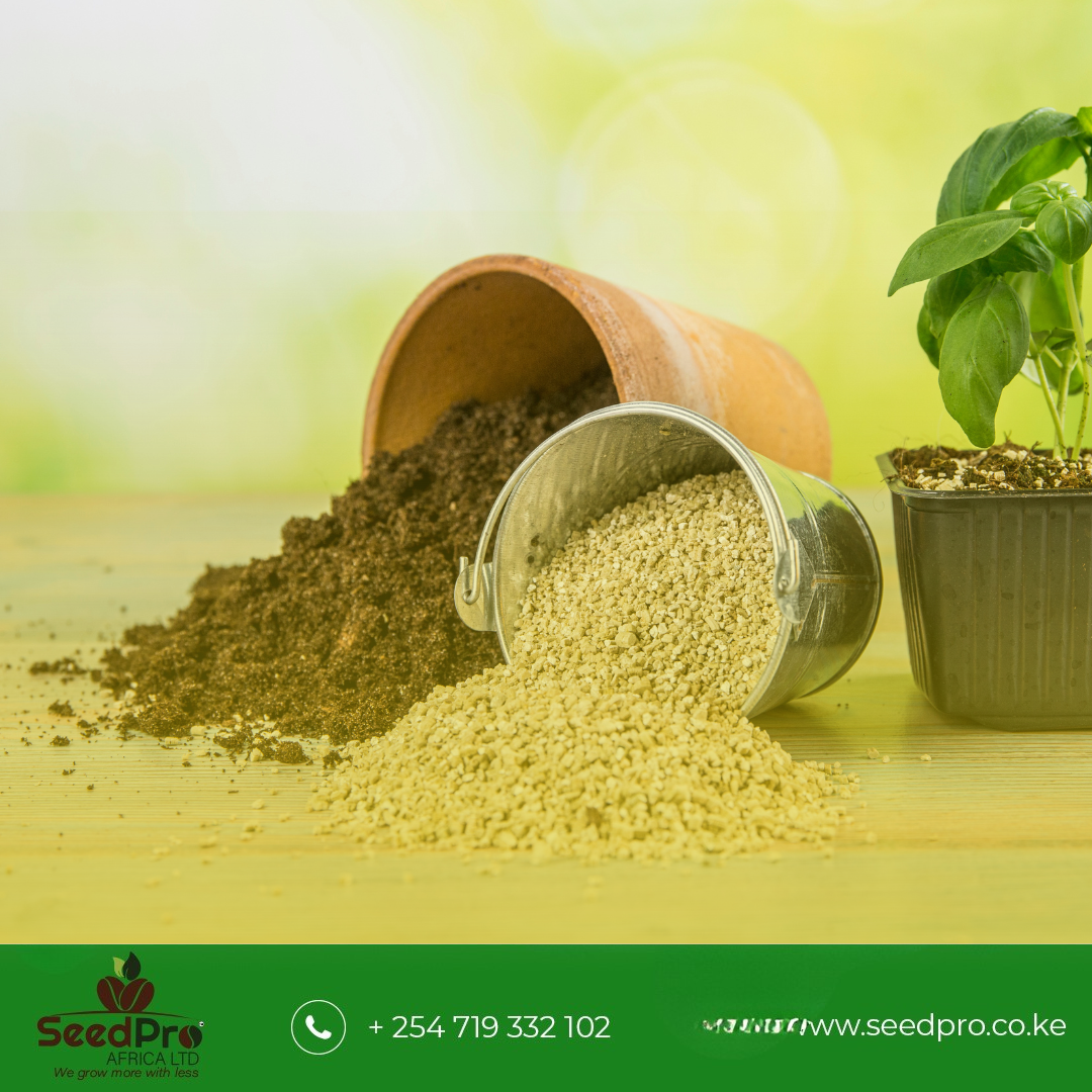 Home 01 - Seed Pro Africa Ltd