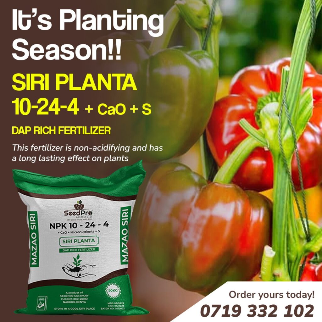 HOW TO GROW HEALTHY AND PROFITABLE TOMATOES USING SEEDPRO PRODUCTS - Seed Pro Africa Ltd